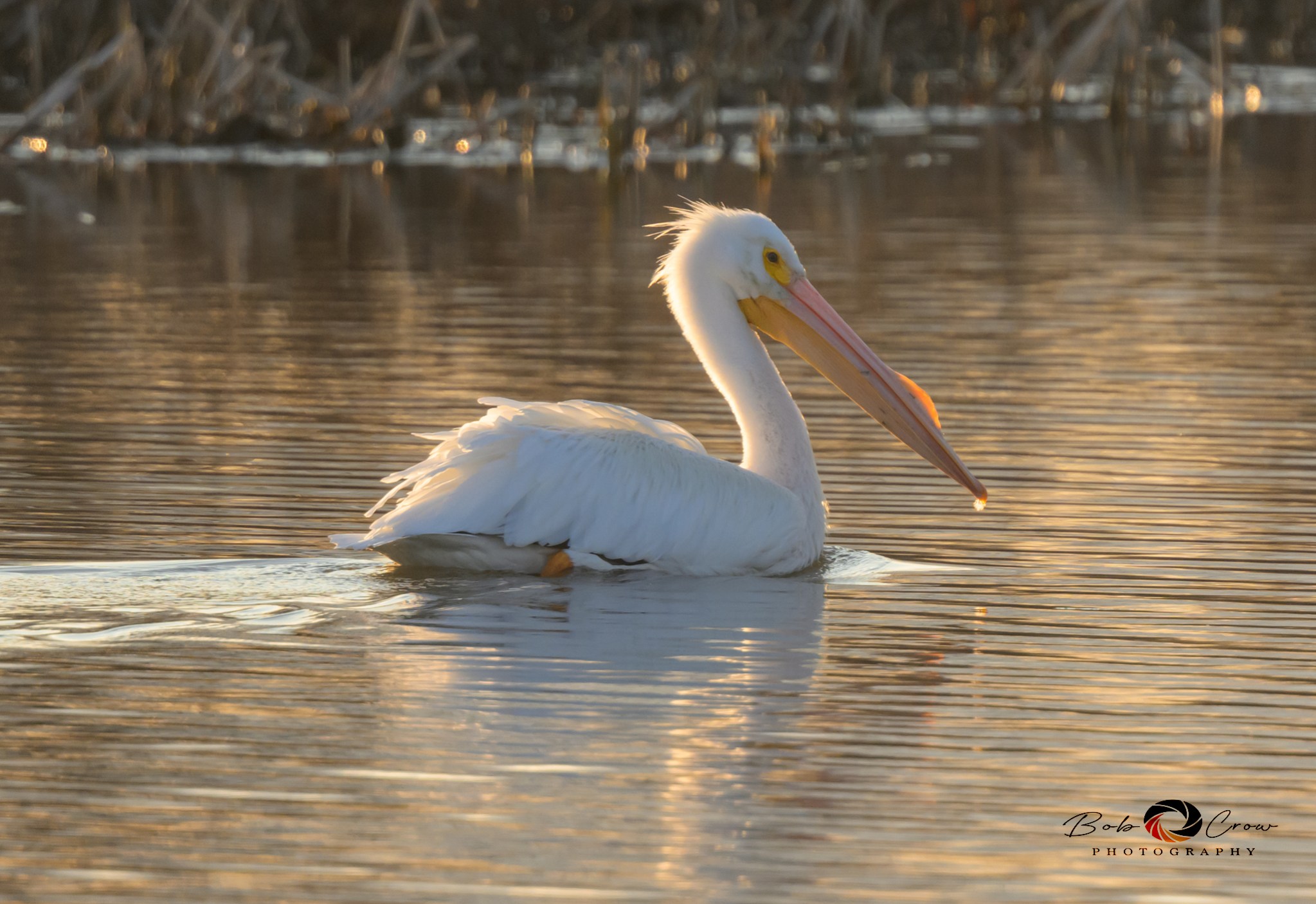 Birds of Eagle Bluffs – CoMo Science