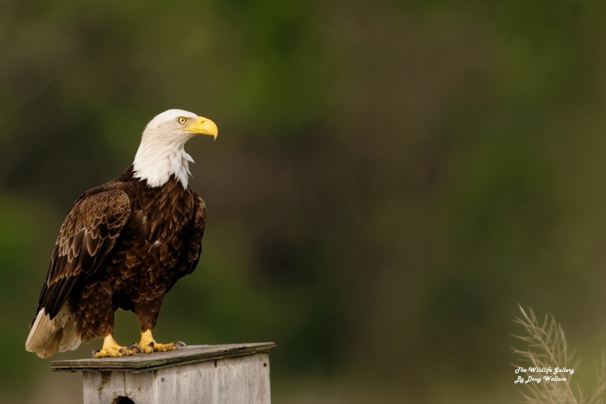 Birds of Eagle Bluffs (Children’s Summer Edition) – CoMo Science