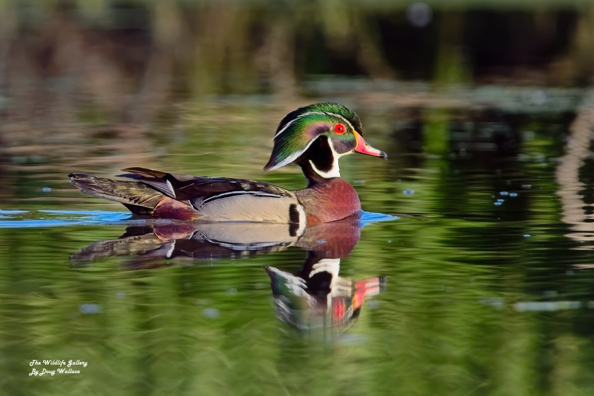 Birds of Eagle Bluffs – CoMo Science
