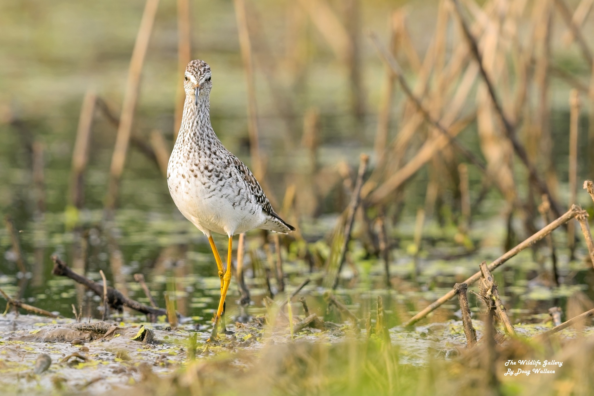 Birds of Eagle Bluffs (Common Edition) – CoMo Science