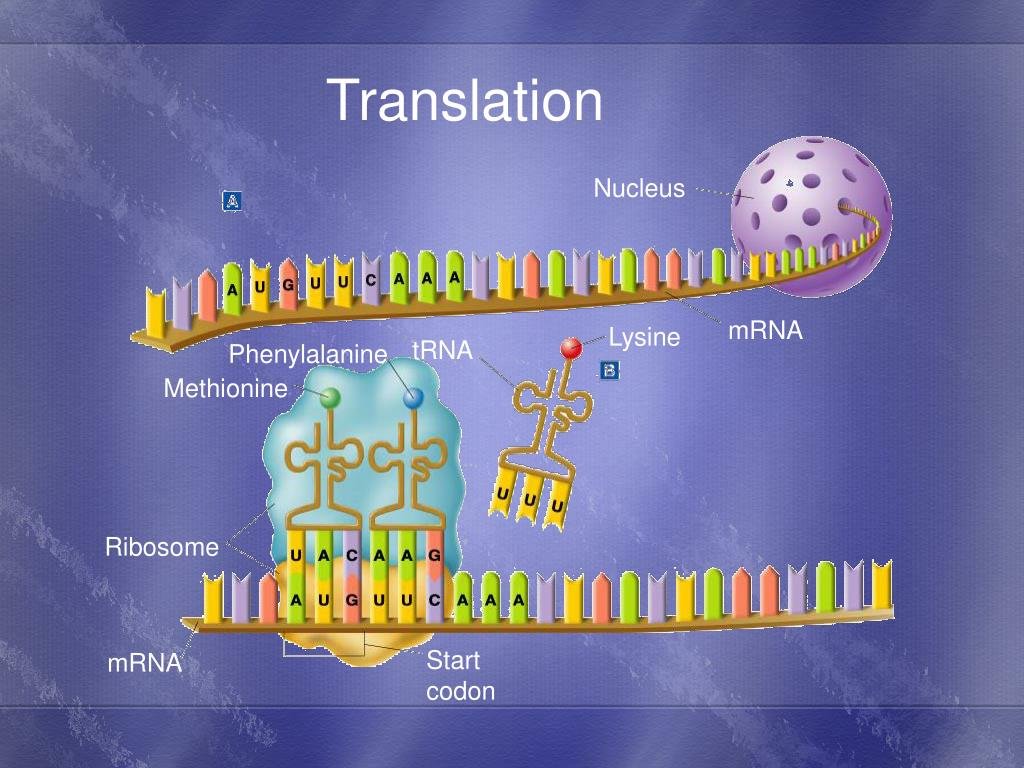 Transcription, translation, & the genetic code (Basic science review ...