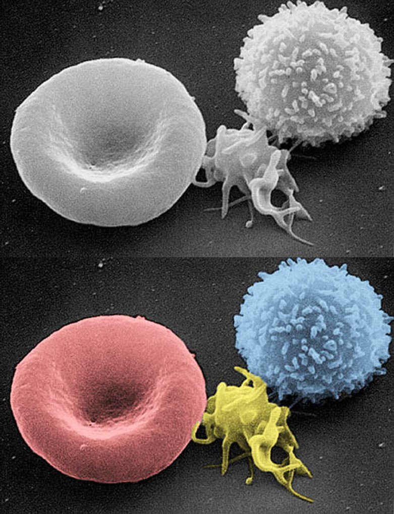 Microscopy images (Basic science review) – CoMo Science