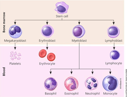 Antibodies (Basic science review) – CoMo Science