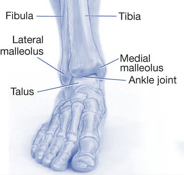 Malle- – CoMo Science